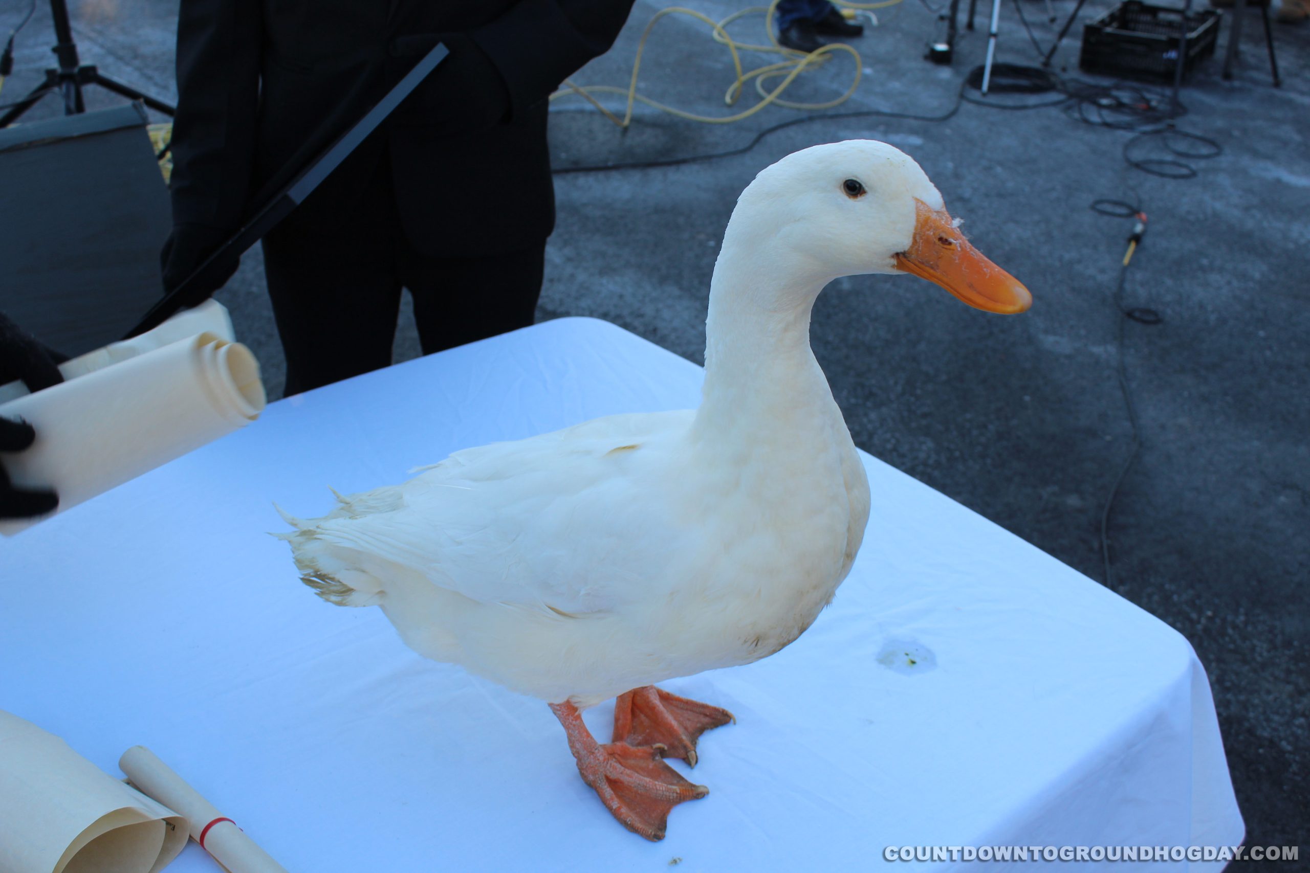 Scramble the Duck’s Duck Day 2025 celebration