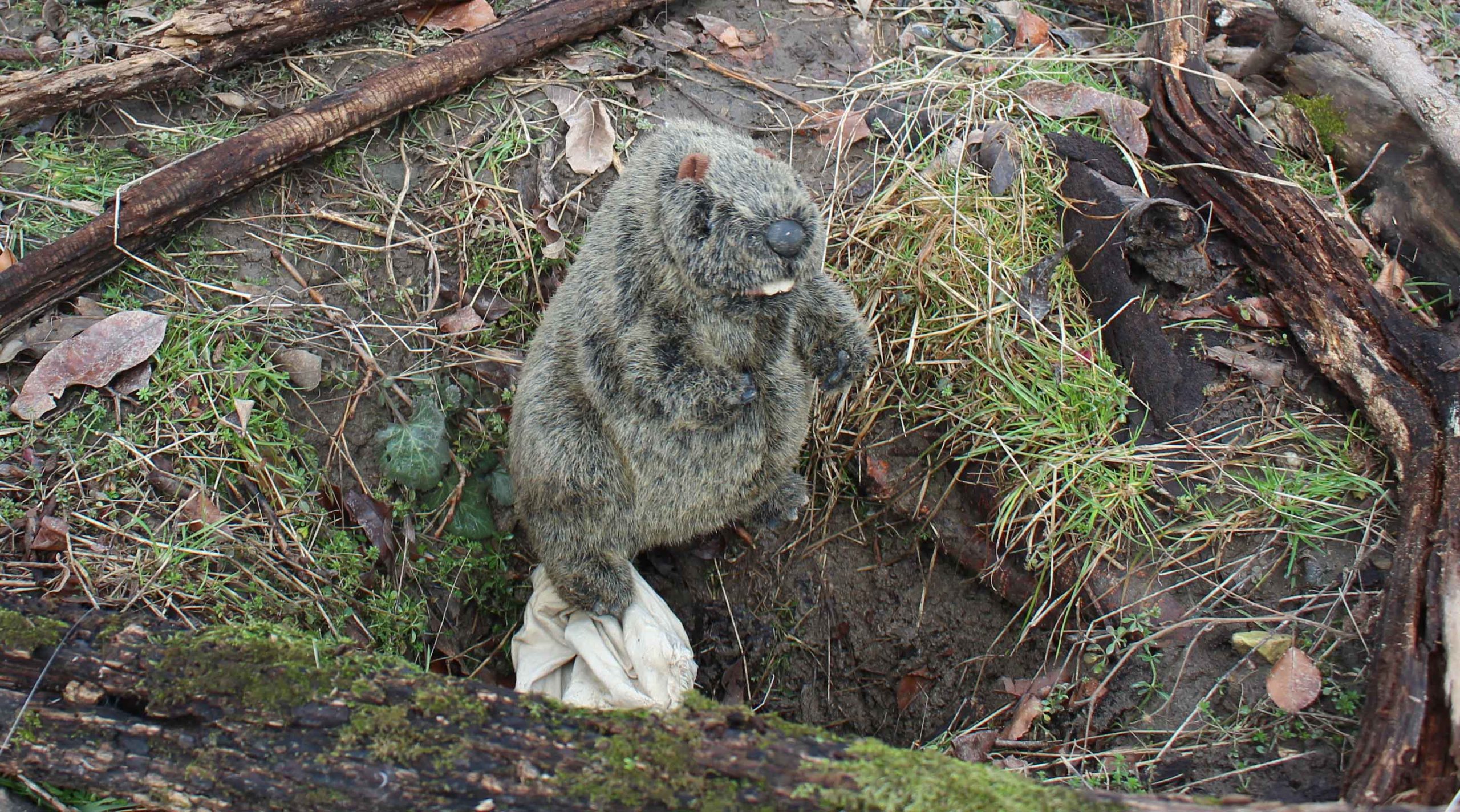 Tinicum Tim’s Groundhog Day 2025 celebration